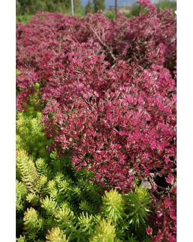 Orpin - Sedum 'Ruby Glow'