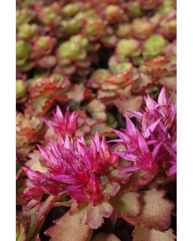Orpin - Sedum spurium 'Ruby Mantle'