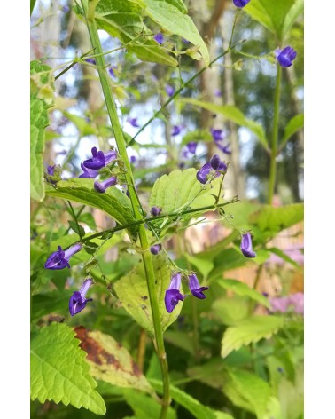 Isodon longitubus 'Noshoku'