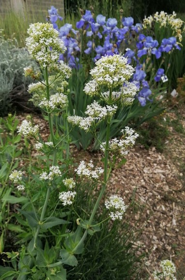 Valériane blanche - Centranthus ruber 'Albus'