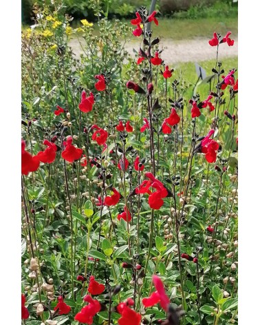 Sauge arbustive rouge - Salvia 'Royal Bumble'
