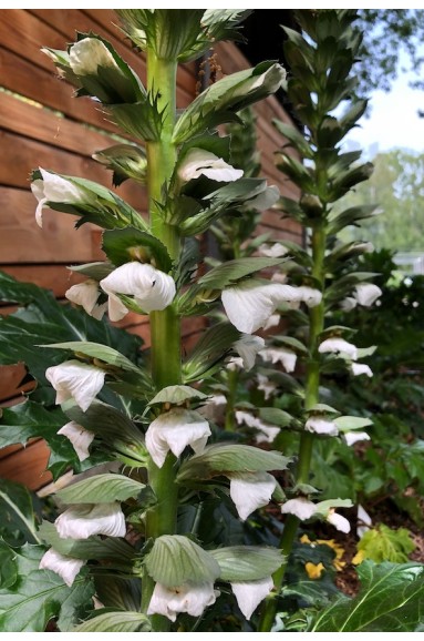 Acanthe 'Rue Ledan' - Acanthus mollis Latifolius Group 'Rue Ledan'