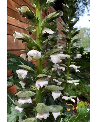 Acanthe 'Rue Ledan' - Acanthus mollis Latifolius Group 'Rue Ledan'