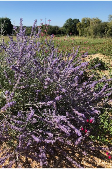 Sauge de Russie - Lavande d'Afghanistan - Perovskia 'Blue Spire'