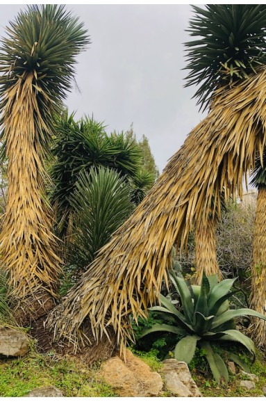 Yucca filifera - Yucca australis