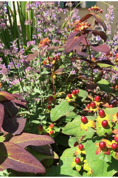 Millepertuis arbustif - Hypericum androsaceum 'Albury Purple'