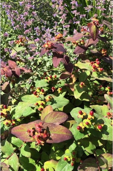 Millepertuis arbustif - Hypericum androsaceum 'Albury Purple'
