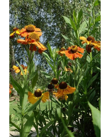 Hélénie - Helenium 'Moerheim Beauty'