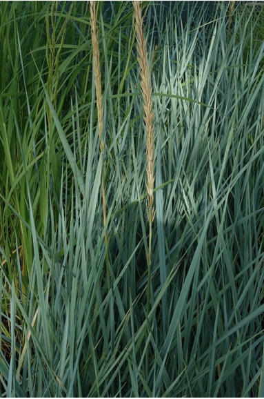 Seigle de mer - Leymus arenarius